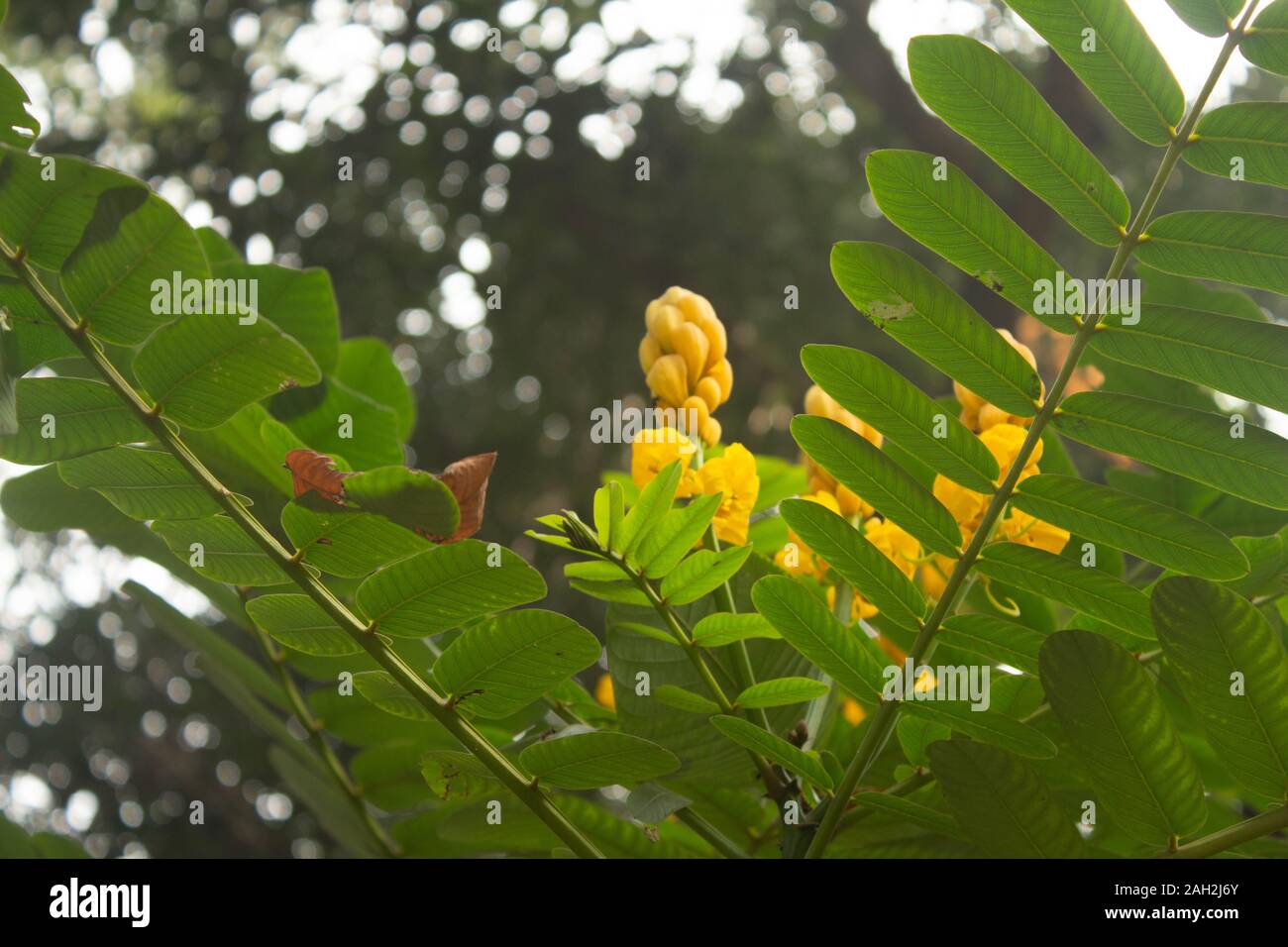 The yellow flower name hi-res stock photography and images - Alamy