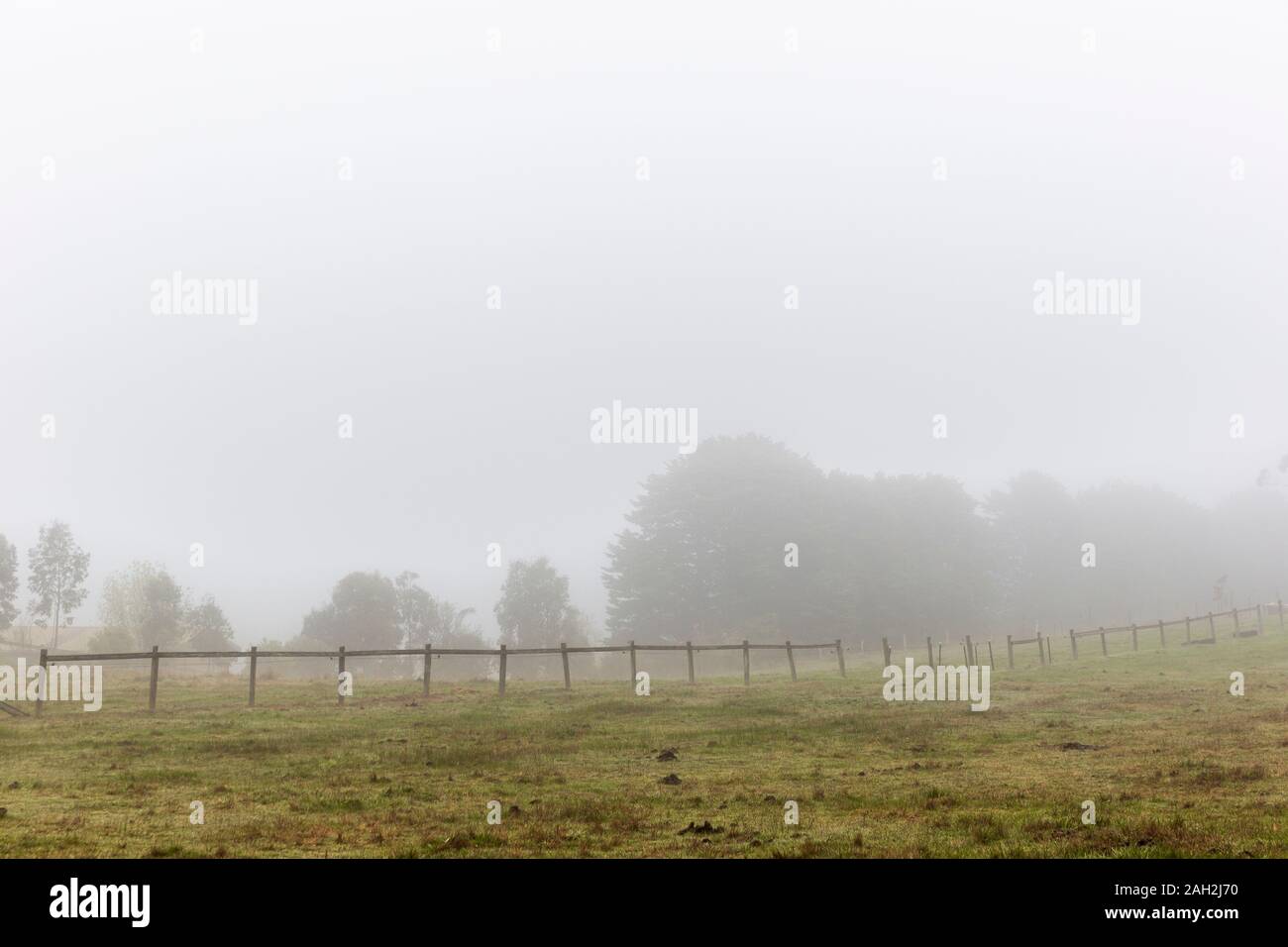Tree silhouette heavy fog hi-res stock photography and images - Alamy
