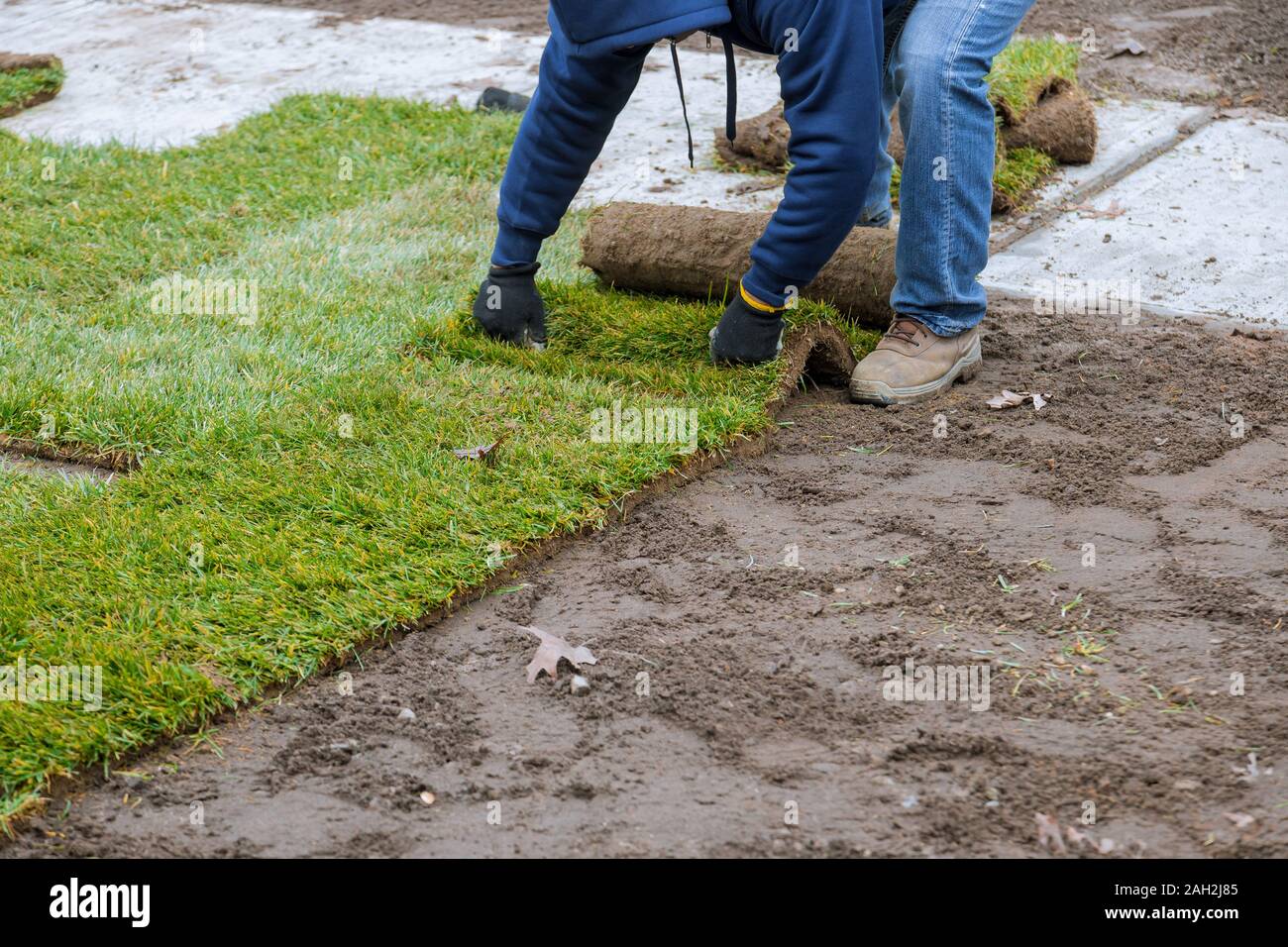 Applying rolled green grass with laying sod for new lawn applying turf ...