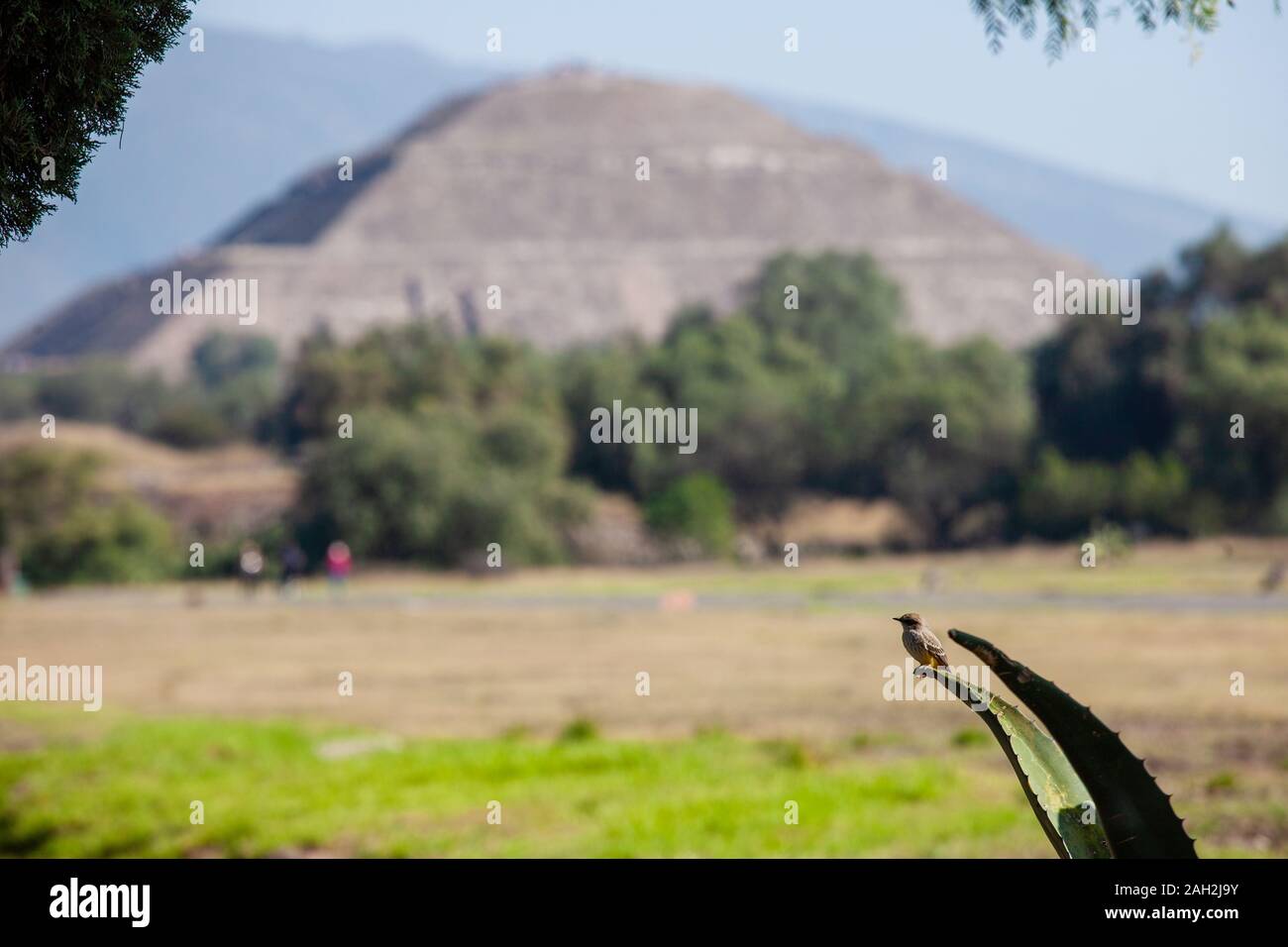A small bird sits on agave, in the background a pyramid of the sun ...