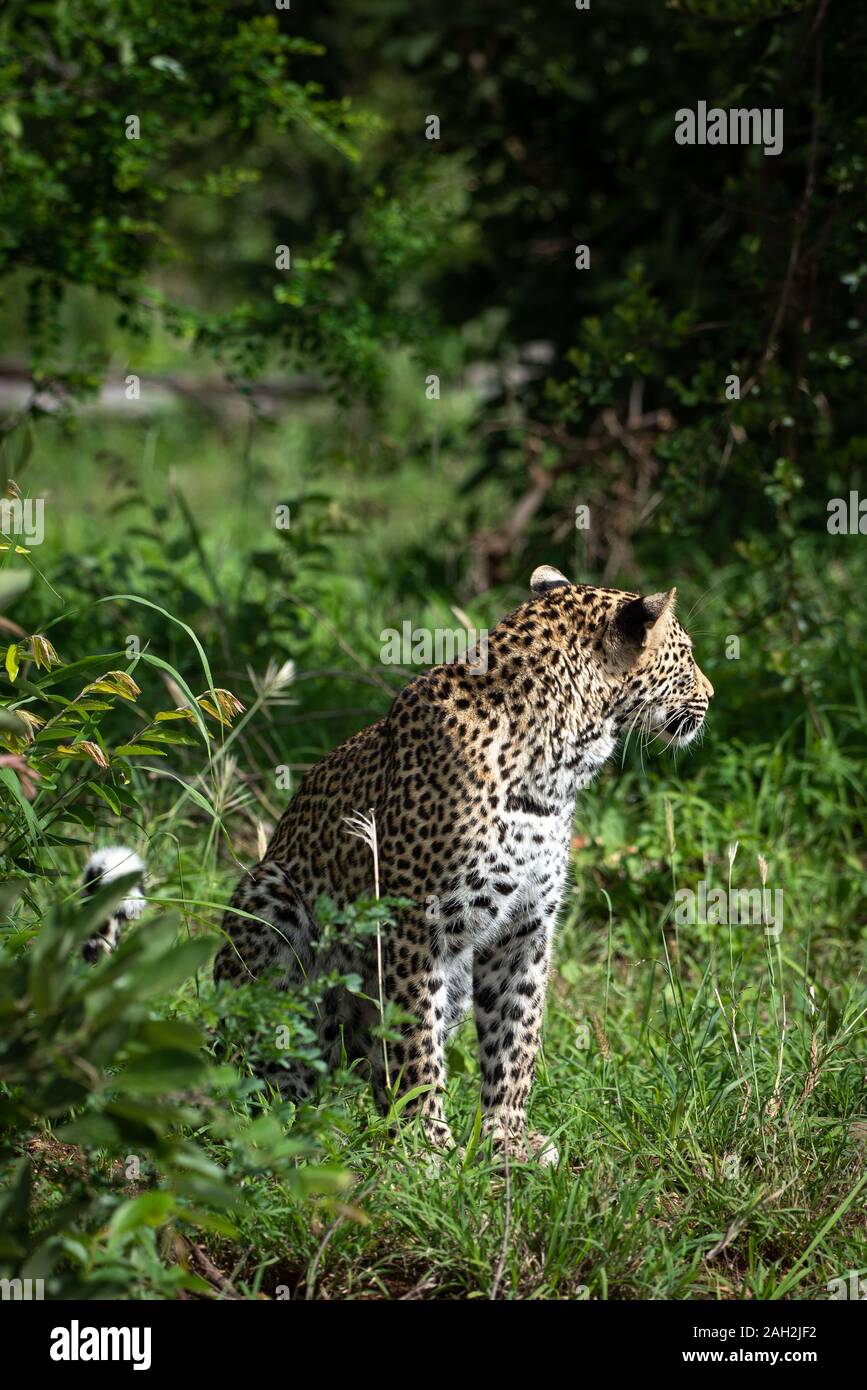 A leopard - Panthera pardus - seated in spring foliage in the Kruger ...