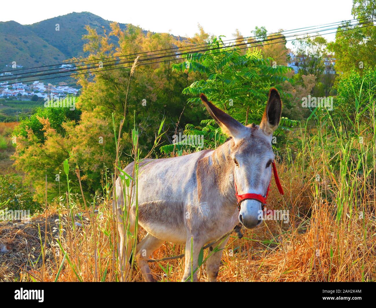 Pretty young donkey hi-res stock photography and images - Alamy