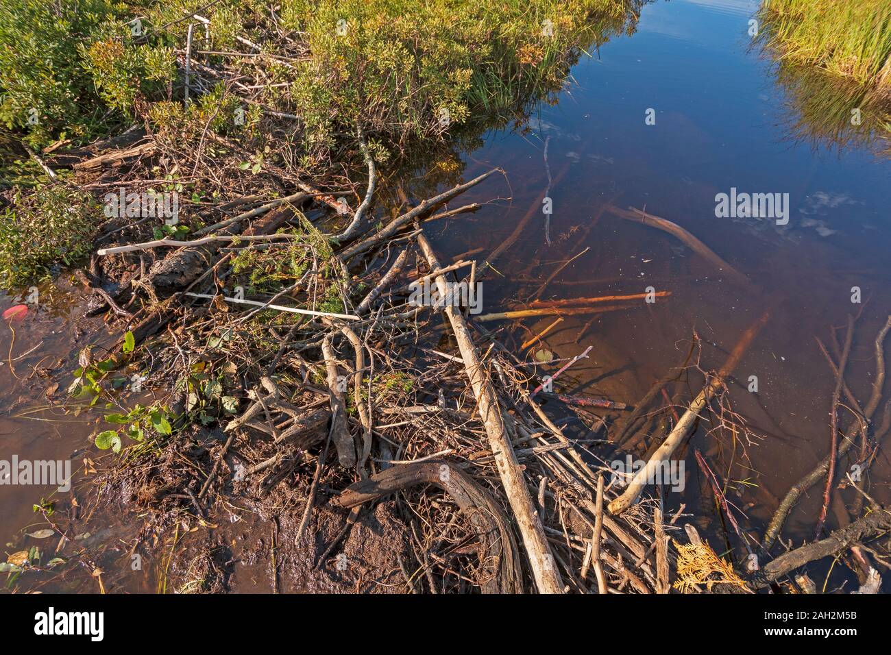 Beaver Dam in a Wilderness Bog on Muskeg Lake in the Boundary Waters in ...