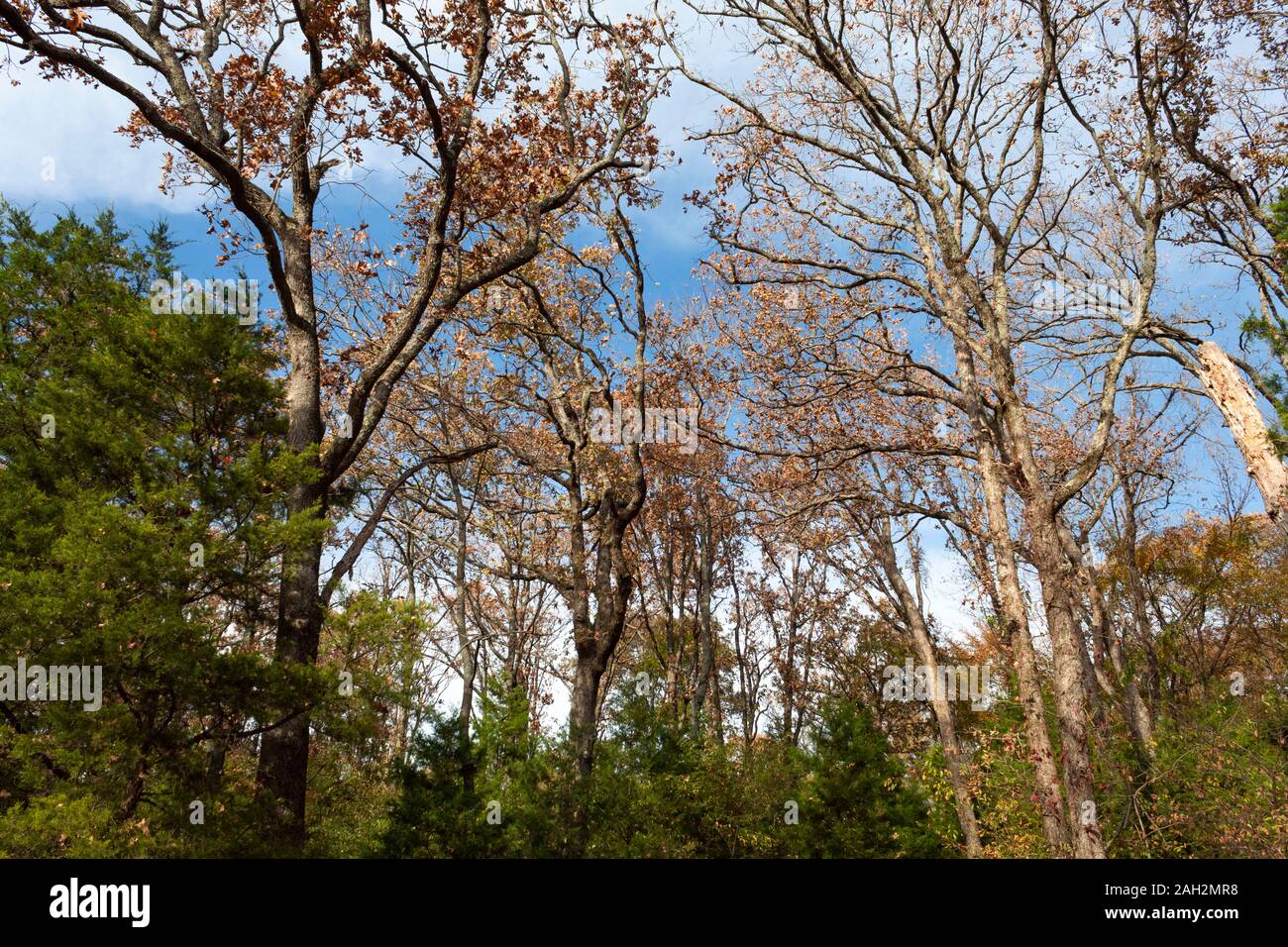 Forest Scene of Trees in Fall to Winter Transition Stock Photo - Alamy