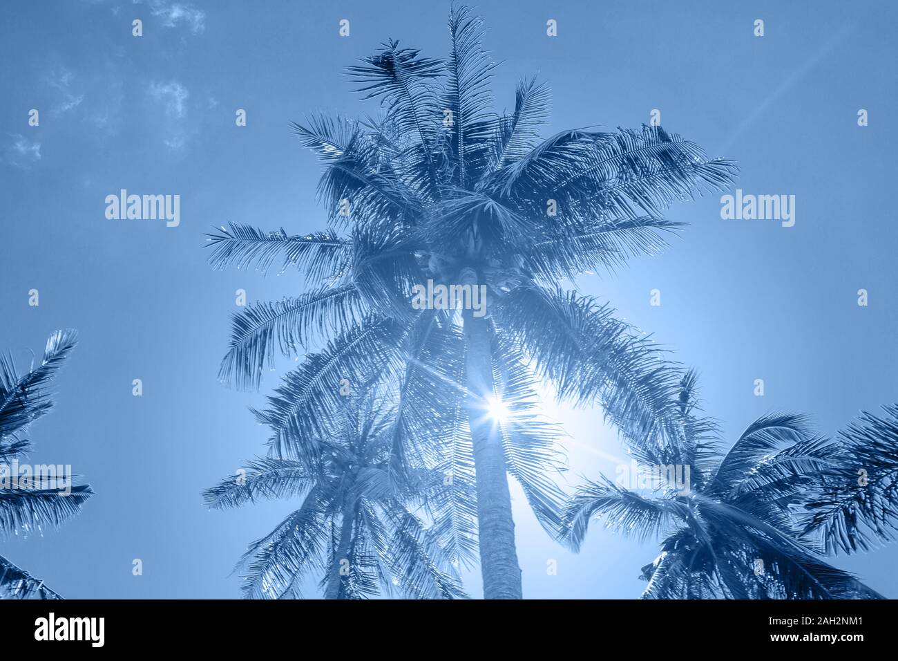 Coconut palm trees. Color of the year 2020 Classic Blue pantone Stock ...