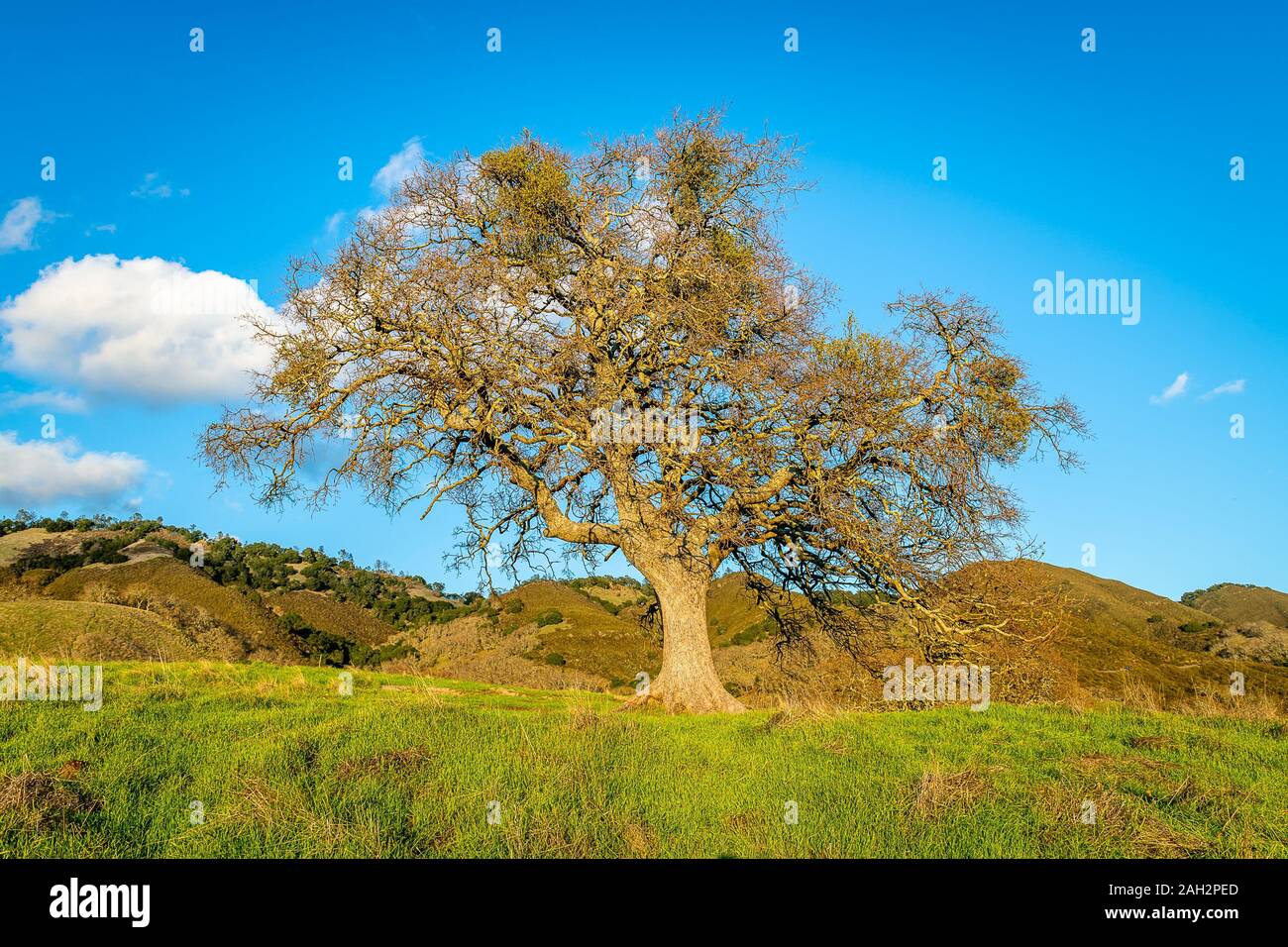Mount Diablo State Park at Sunset Stock Photo - Alamy