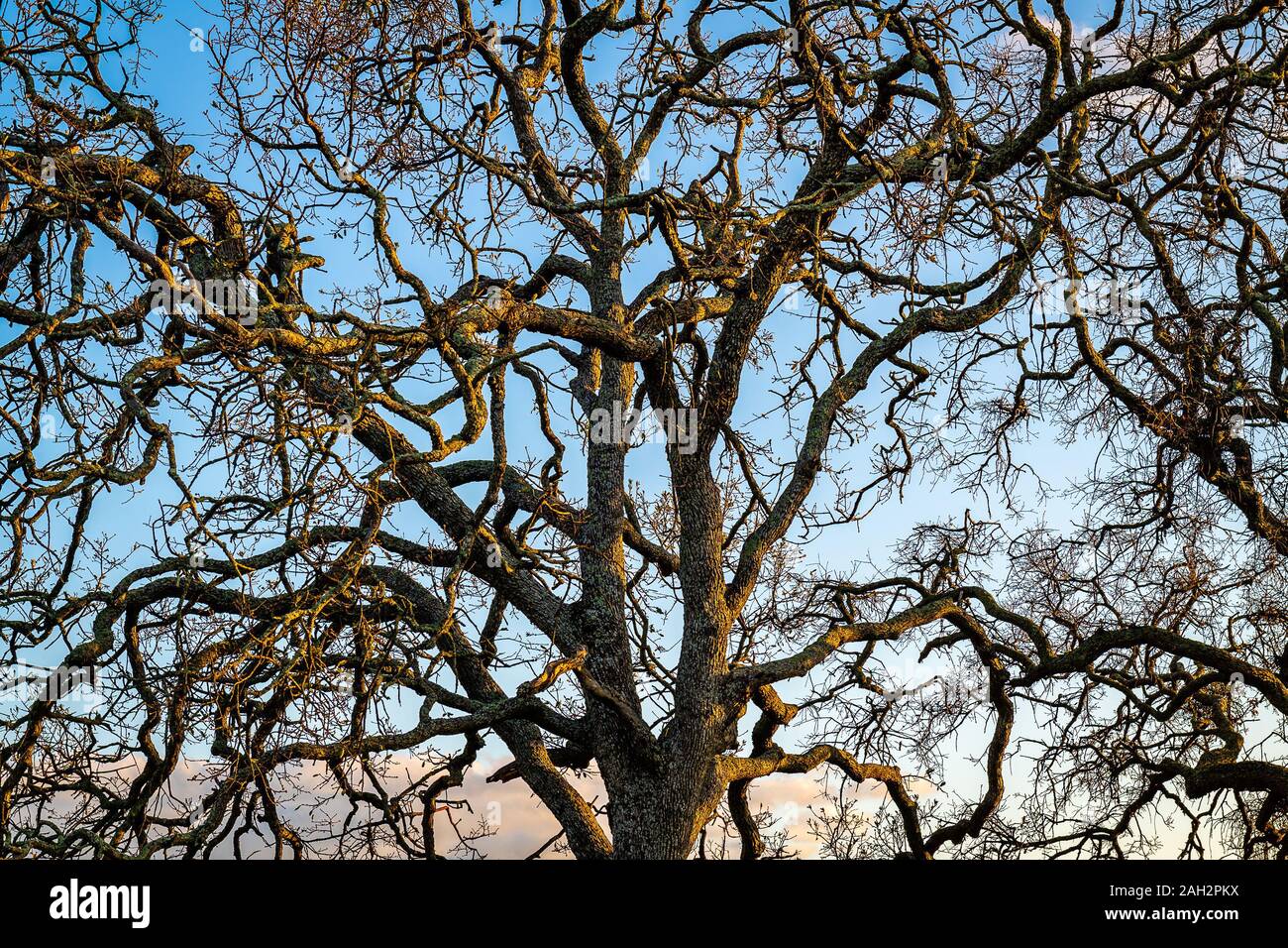 Mount Diablo State Park at Sunset Stock Photo - Alamy