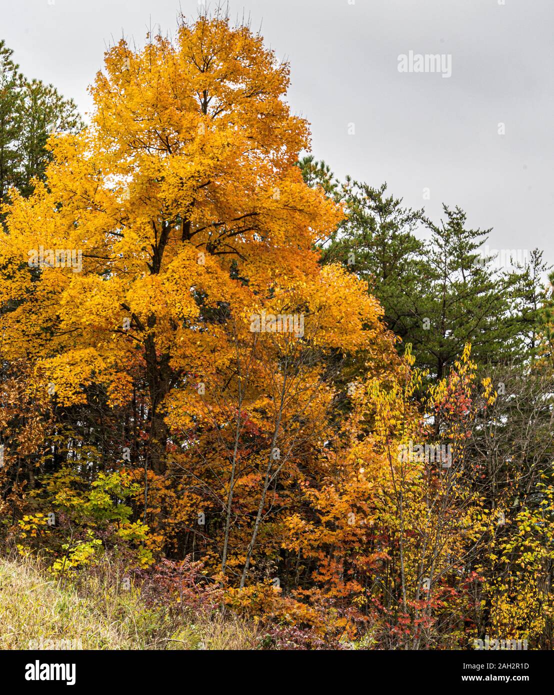 fall color, smoky mountains national park, tn us Stock Photo - Alamy