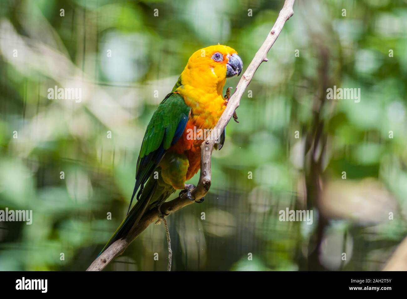 Foz do Iguacu, Brazil 2019 Golden conure parrot ( Guaruba guarouba ) at ...