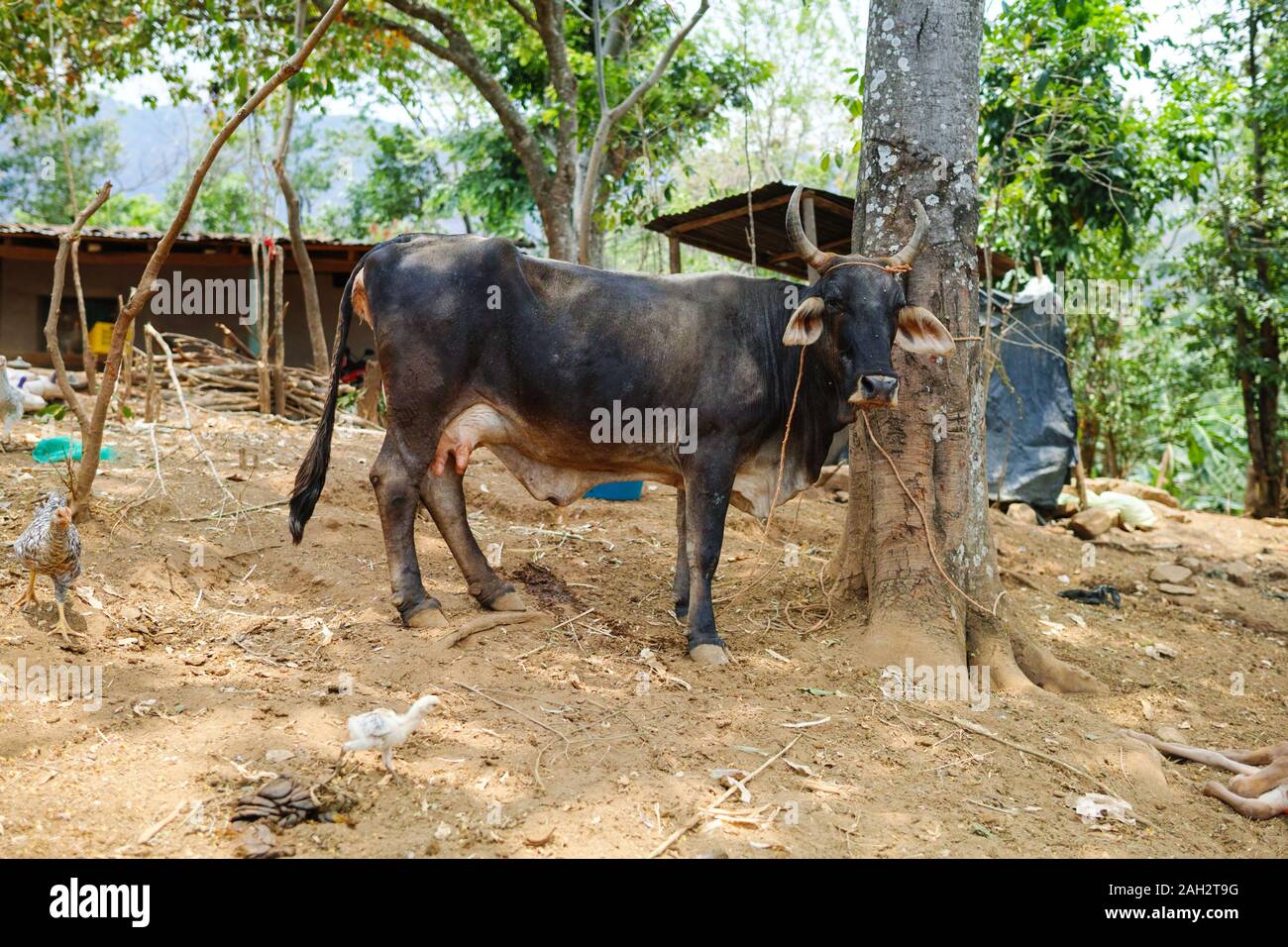 Cow outside a country house Stock Photo - Alamy