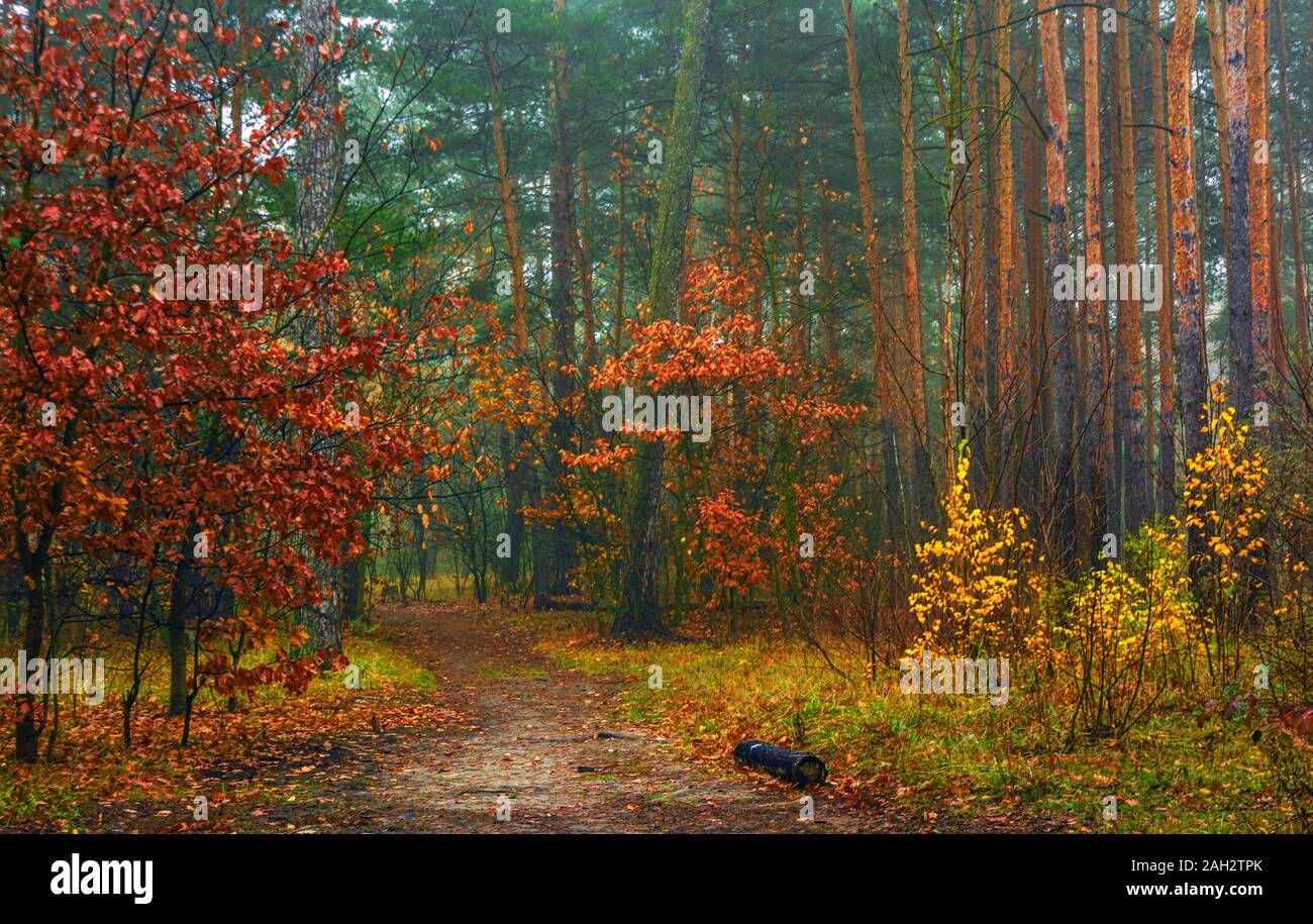 Nice nature hi-res stock photography and images - Alamy