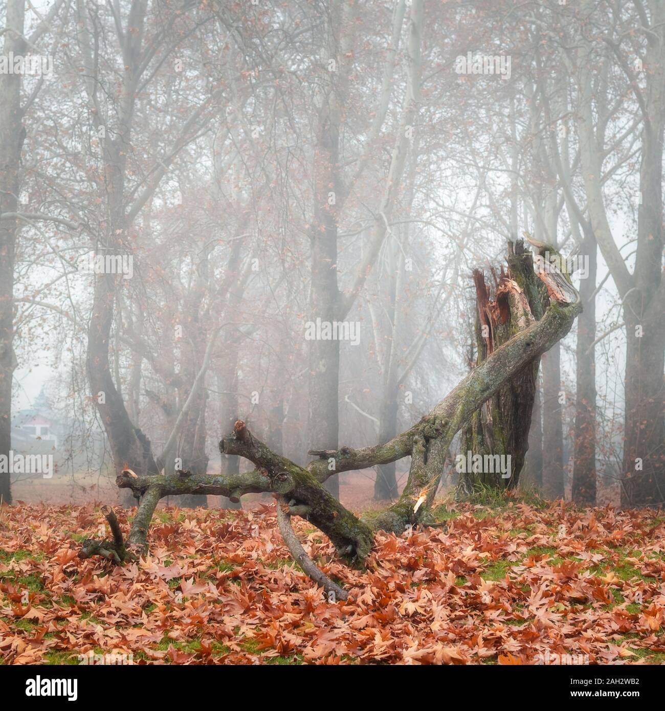 Season broken hi-res stock photography and images - Alamy