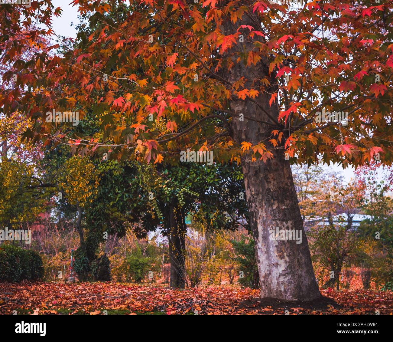 Red and orange autumn colours in the Maple tree (Platanus Orientalis ...