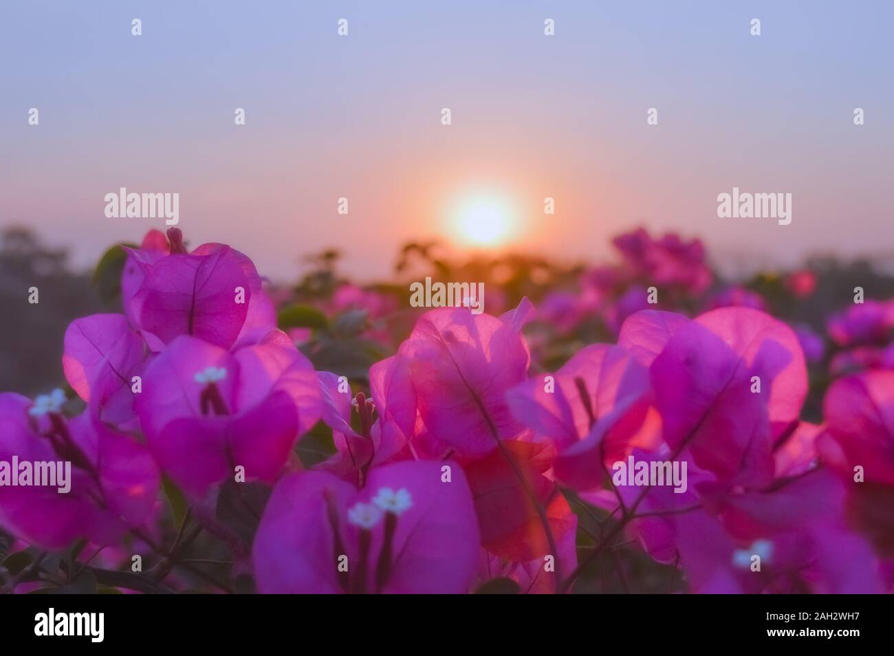 Pink flowers with setting Sun in the background Stock Photo - Alamy