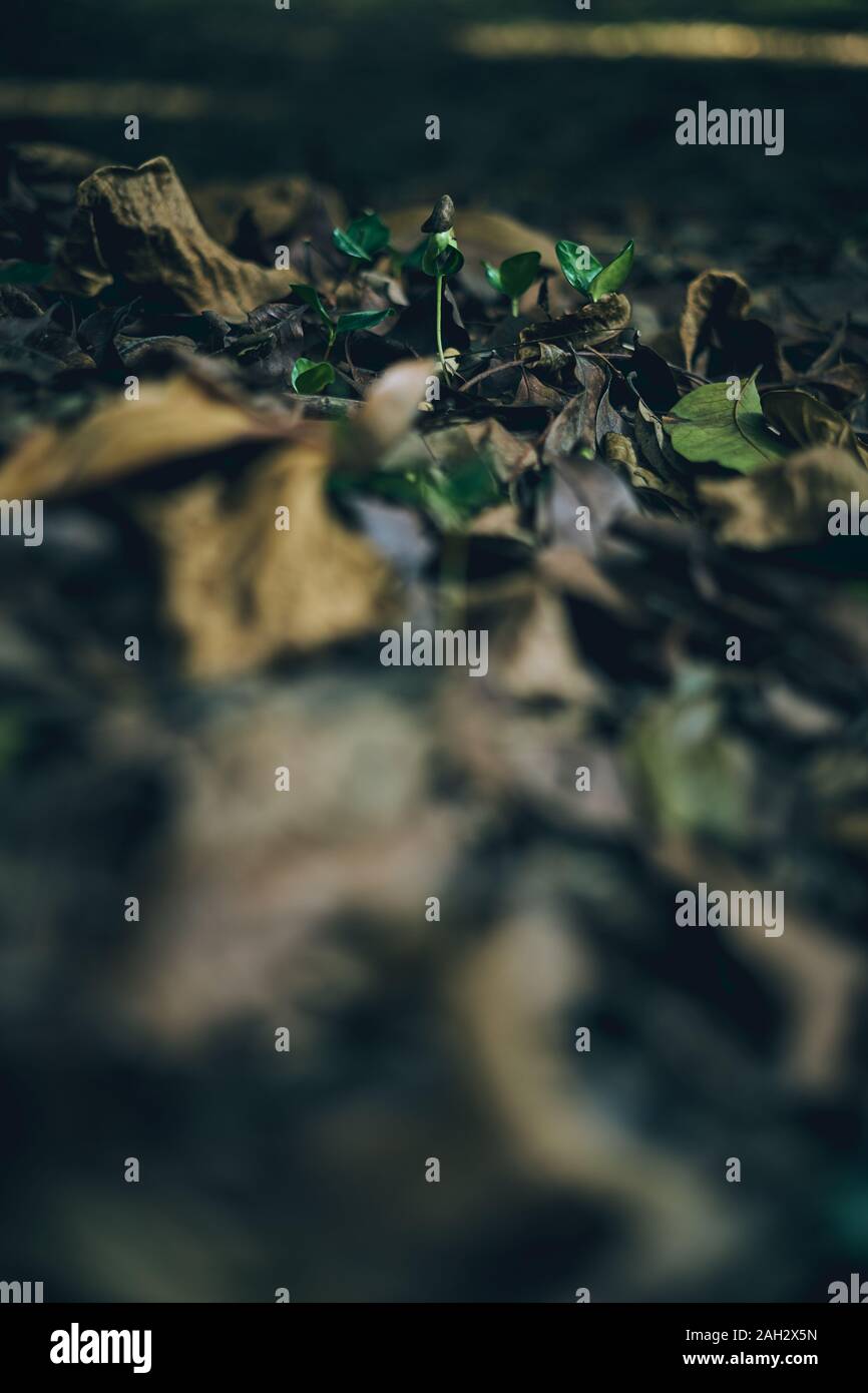 Young plant growing in Forest, environmental conservation Stock Photo ...
