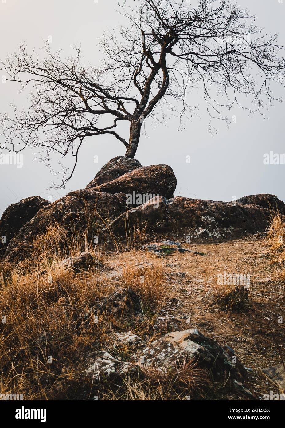 Lonely tree on mountain top hi-res stock photography and images - Alamy