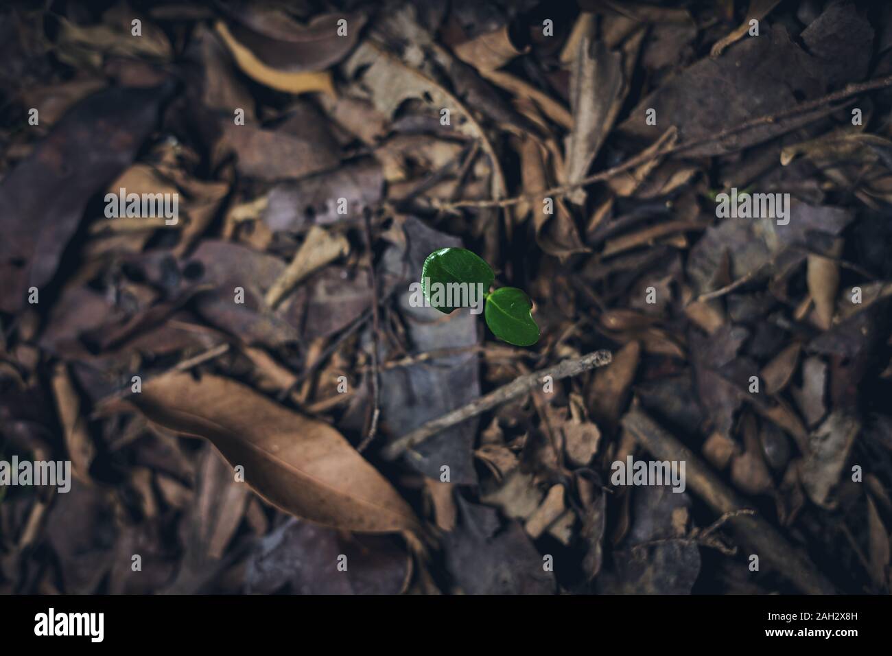 Spring Bud Growing with green Nature Background Stock Photo - Alamy