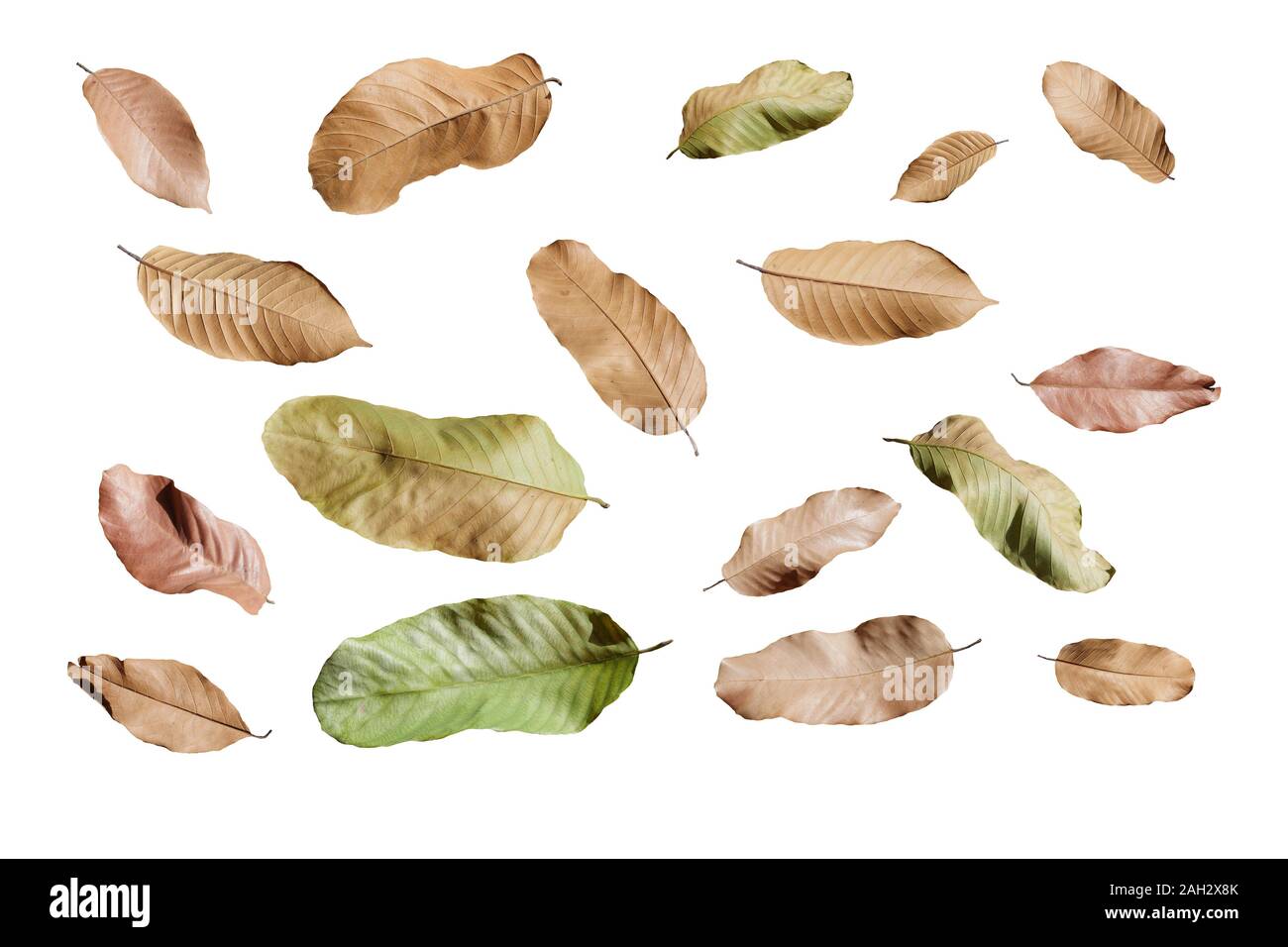 Dry leaf isolated on white background Stock Photo - Alamy