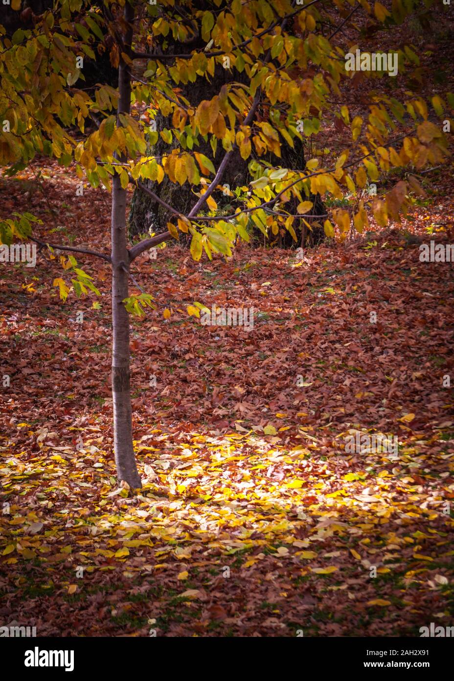 Amazing light reflected by the yellow leaves of a tree during Autumn ...
