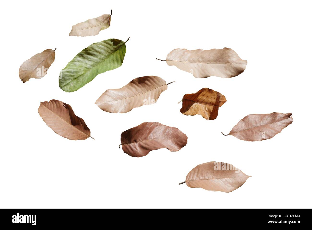 Dry leaf isolated on white background Stock Photo - Alamy