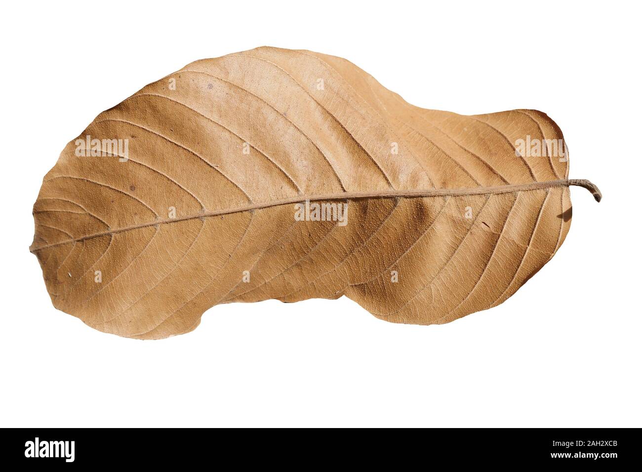 Dry leaf isolated on white background Stock Photo - Alamy