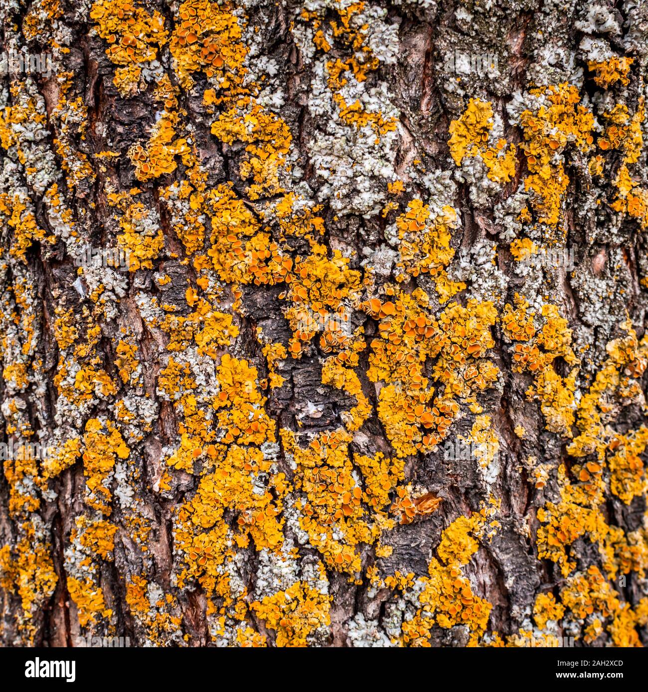 Mossy texture hi-res stock photography and images - Alamy