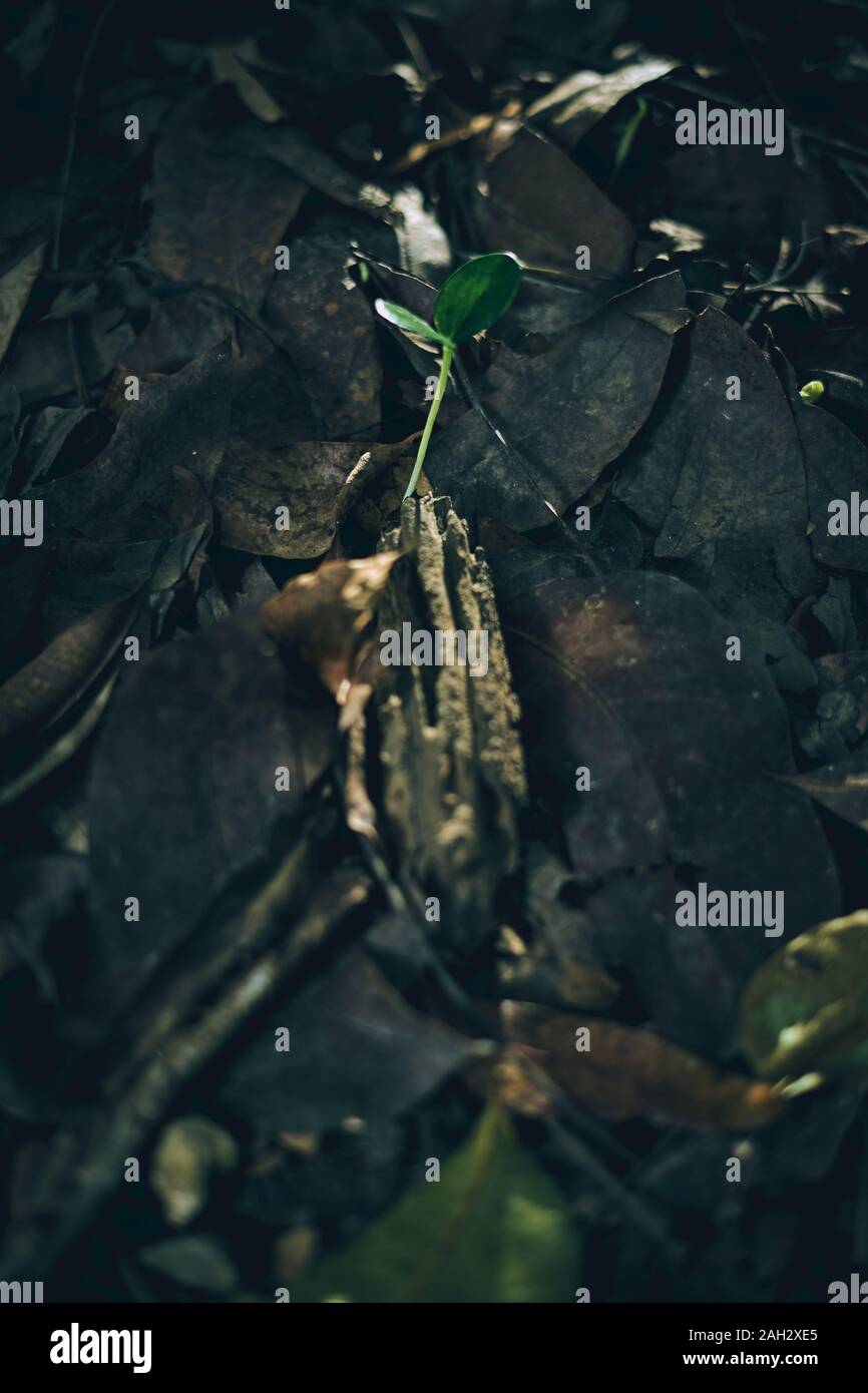 Spring Bud Growing with green Nature Background Stock Photo - Alamy