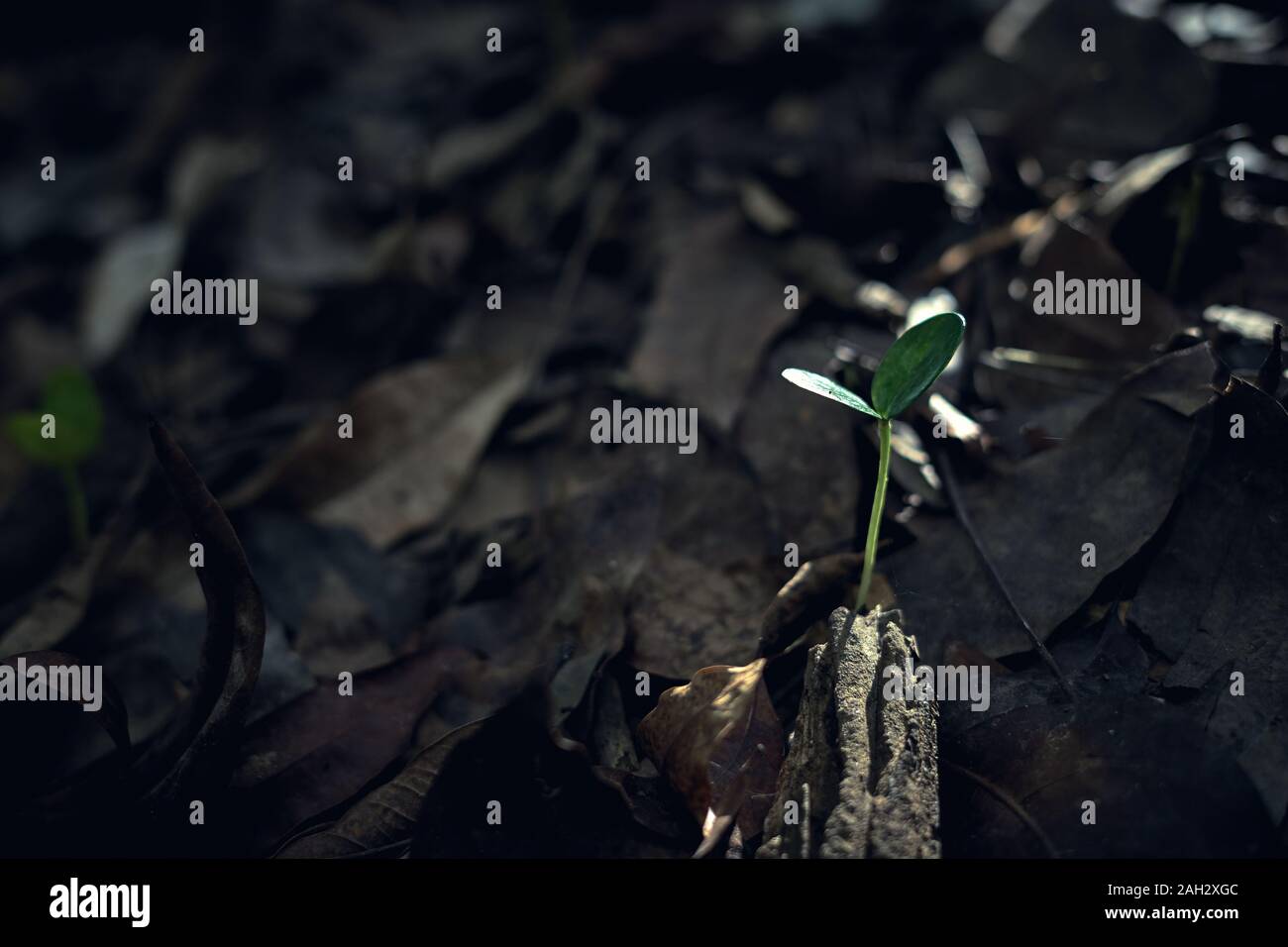 Spring Bud Growing with green Nature Background Stock Photo - Alamy