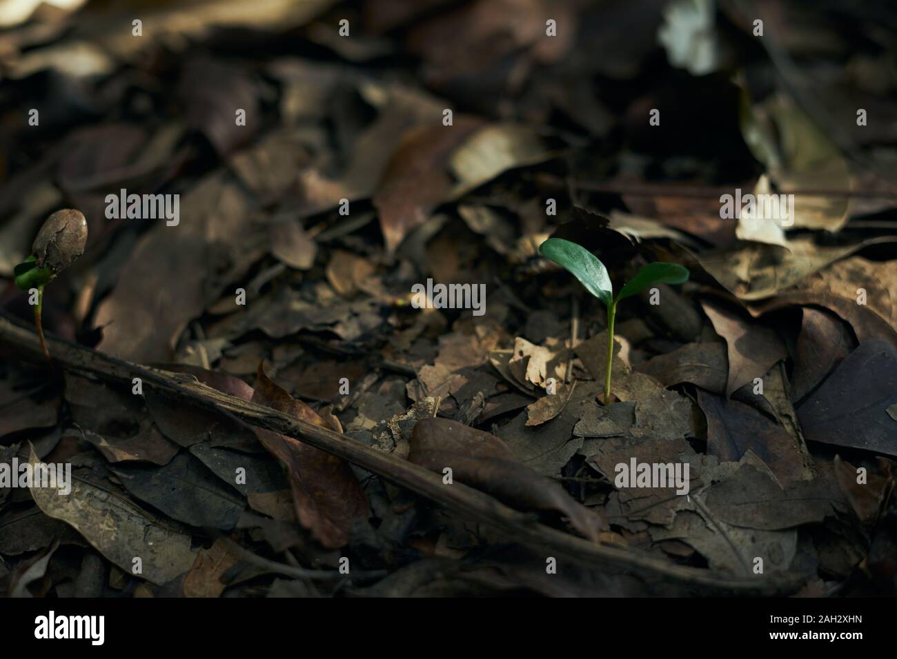Spring Bud Growing with green Nature Background Stock Photo - Alamy