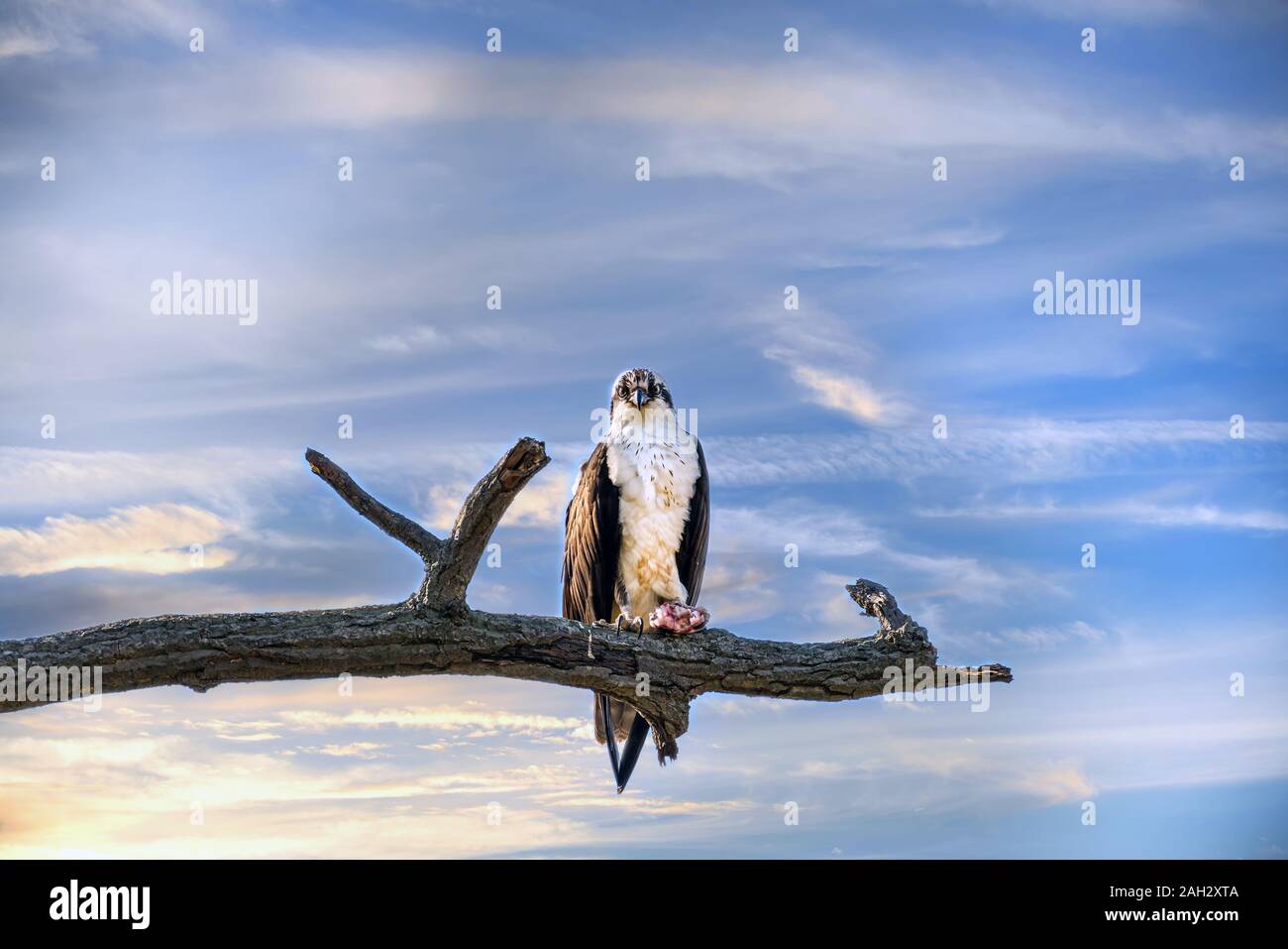 Stunningly beautiful Osprey perched on a tree branch against a ...