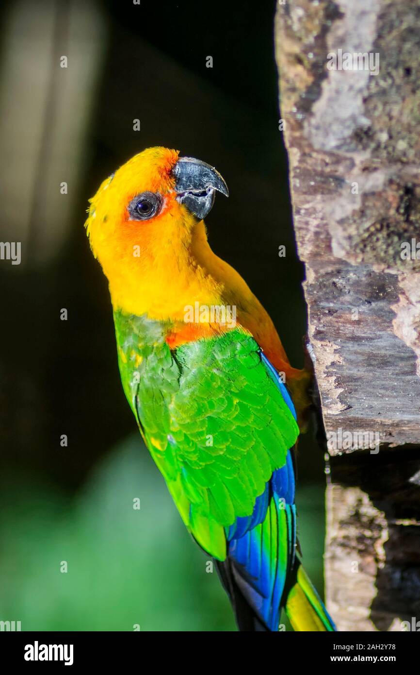 Foz do Iguacu, Brazil 2019 Golden conure parrot ( Guaruba guarouba ) at ...