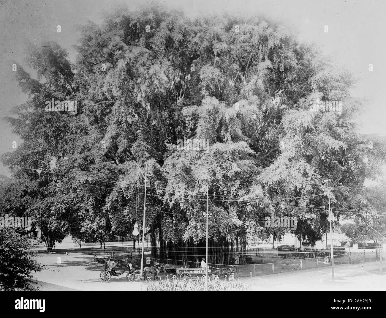 Big Tree, Rangoon ca. 1910-1915 Stock Photo - Alamy