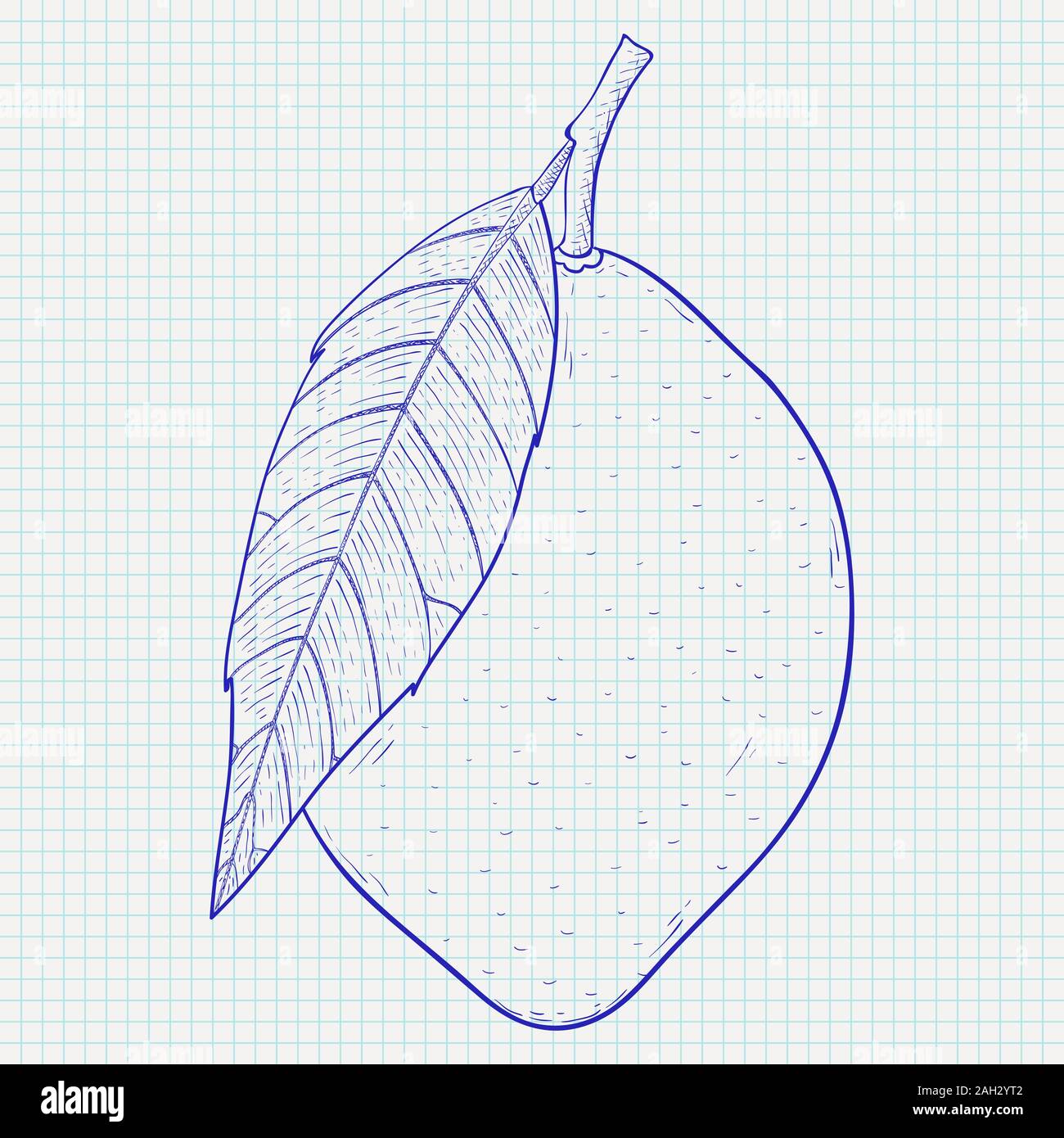 Lemon in grid on Stock Vector Images - Alamy