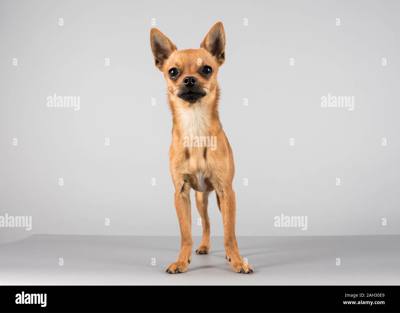 Chihuahua dog looking staring hi-res stock photography and images - Alamy