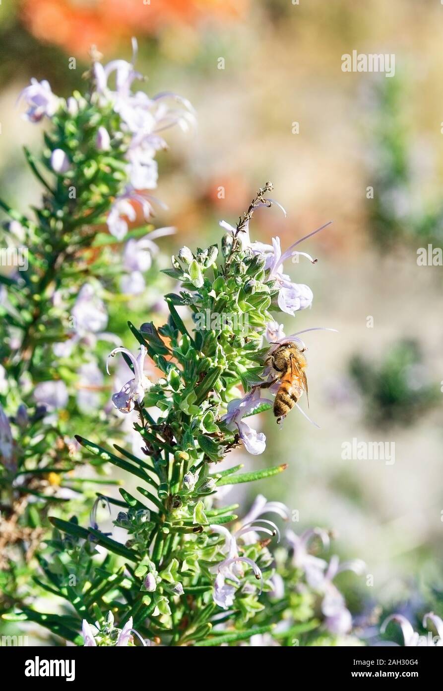 Close up bee collect nectar hi-res stock photography and images - Alamy