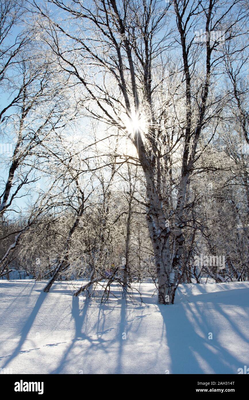 Winter landscape. Rime on the branches of trees and shrubs sparkles in ...