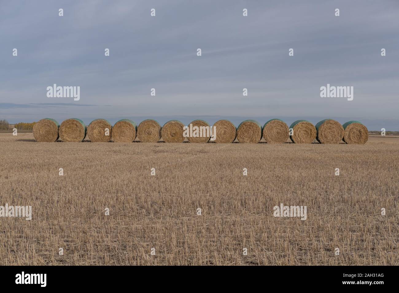 Hay field pictures hi-res stock photography and images - Alamy