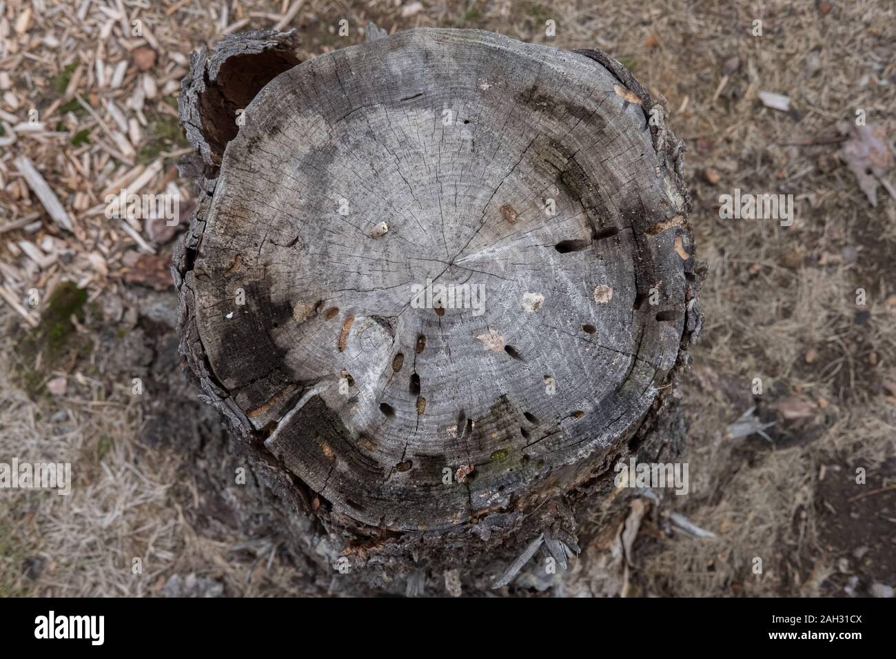 Stump pictures hi-res stock photography and images - Alamy