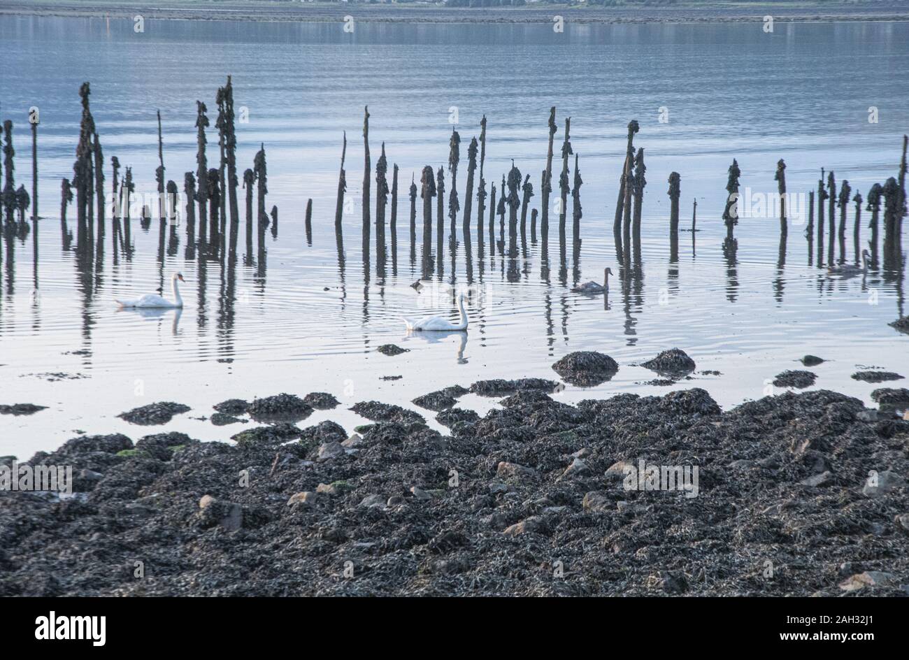 Timber ponds park lee Stock Photo - Alamy