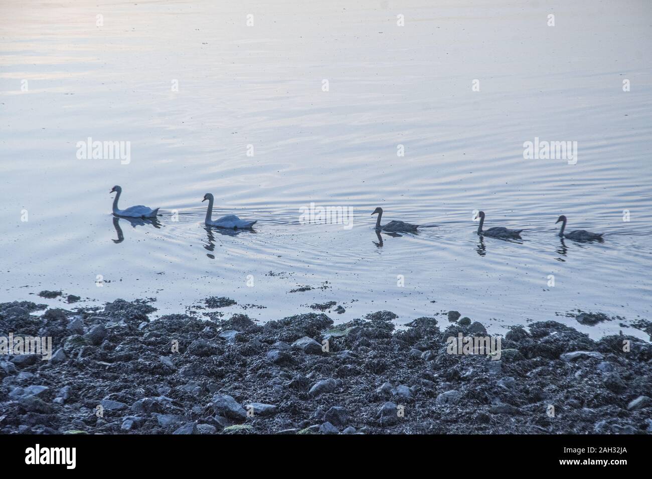 Timber ponds park lee Stock Photo - Alamy