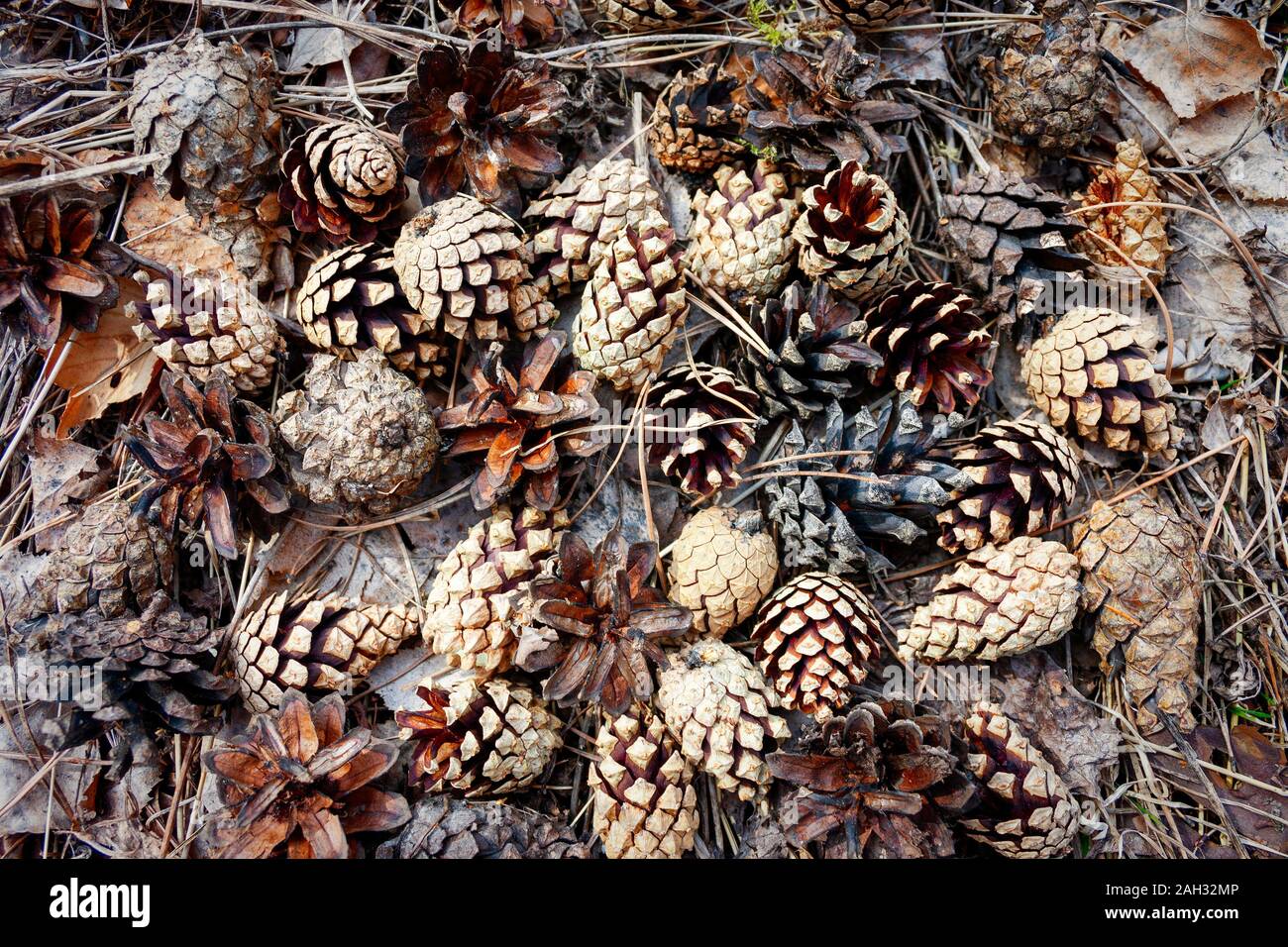 Fallen dry pine cones and dry needles on the ground in the forest Stock ...