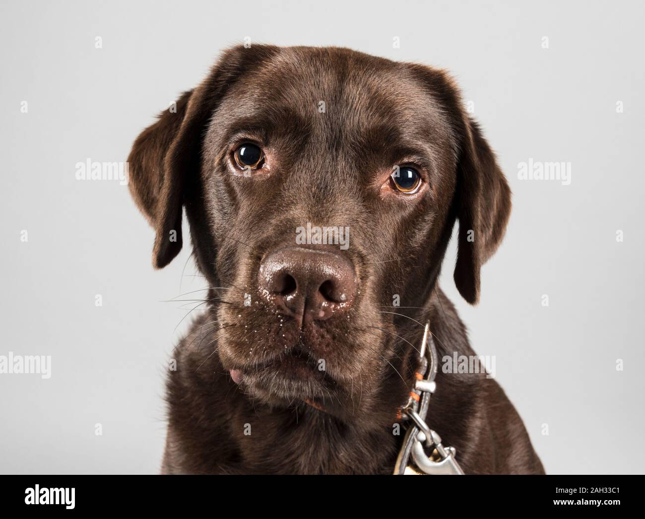 Labrador retriever photos hi-res stock photography and images - Alamy