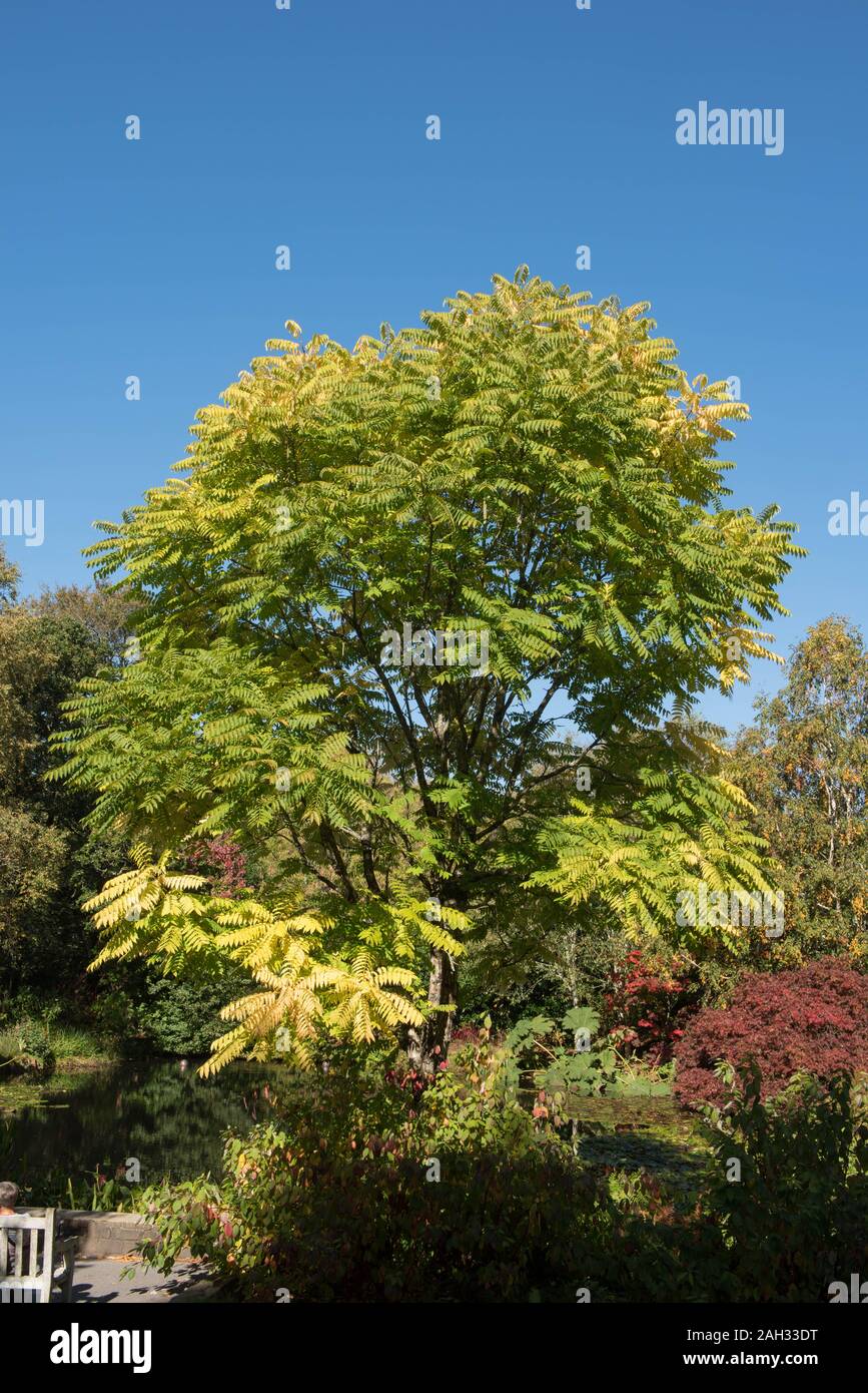 Chinese cedar tree hi-res stock photography and images - Alamy