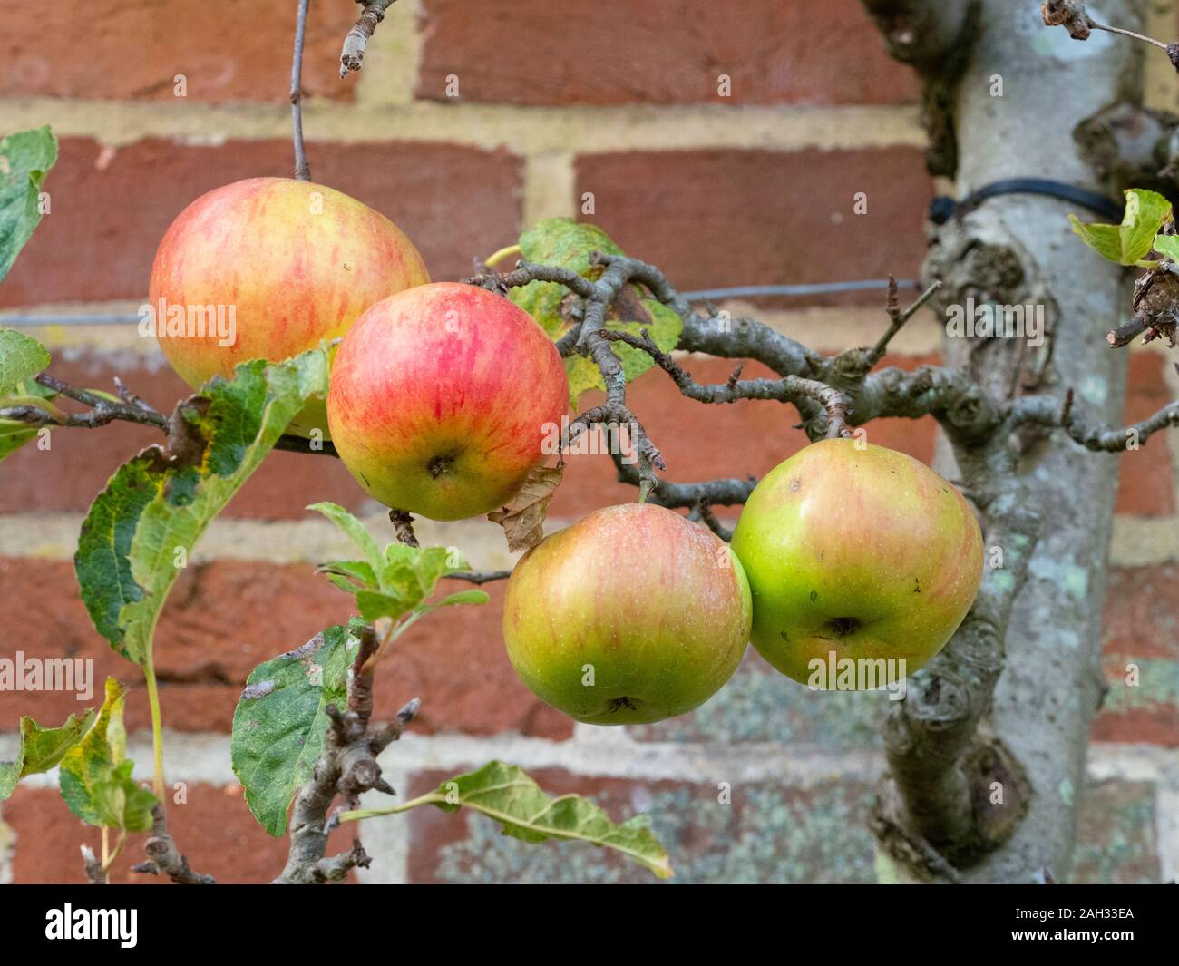 Apple, Wyken Pippin Stock Photo - Alamy