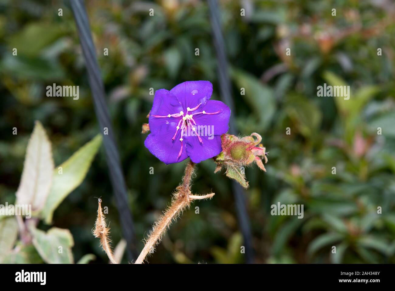 violet flower in the primeval forest in the tropical Podocarpus ...