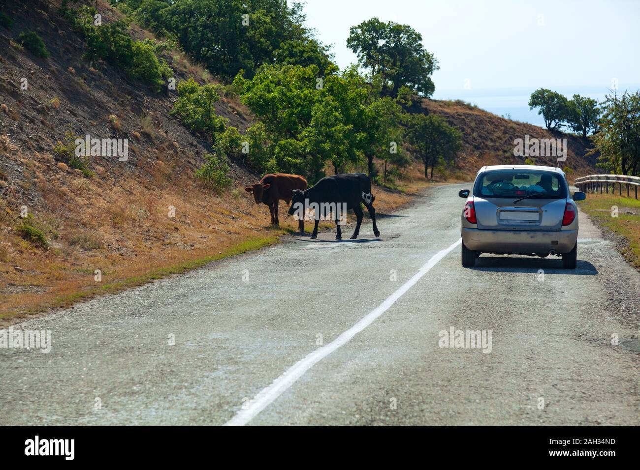Two cows on the road Stock Photo - Alamy
