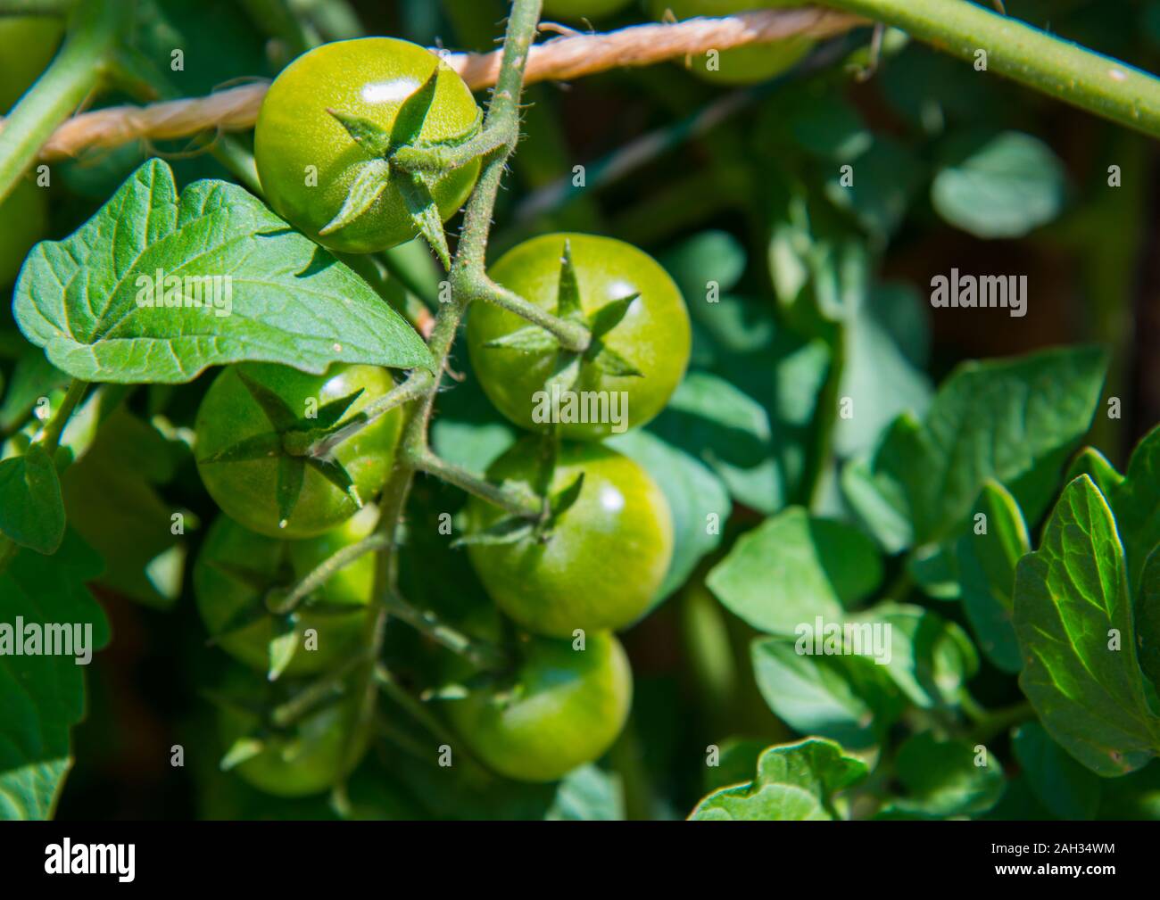 Green tomatoes in bush Stock Photo - Alamy