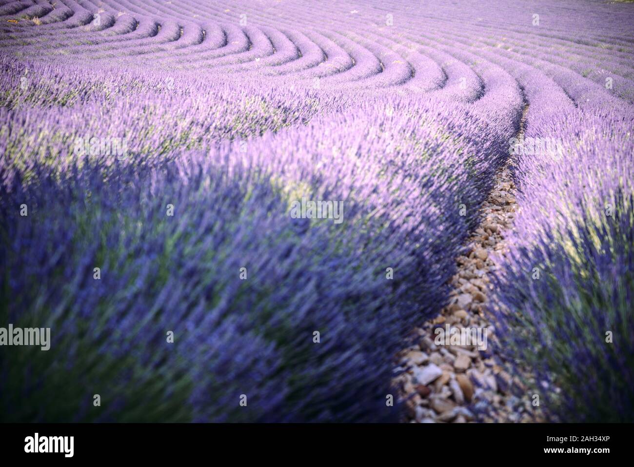 Provence, Southern France. Curved Lavender field in bloom. Valensole Stock Photo - Alamy