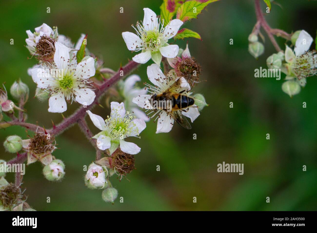 Bee collecting pollen off a bramble flower Sutherland Scotland UK Stock ...
