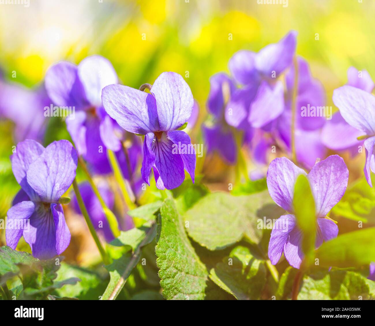 Beautiful blooming violets odorata in the rays of light. The first ...